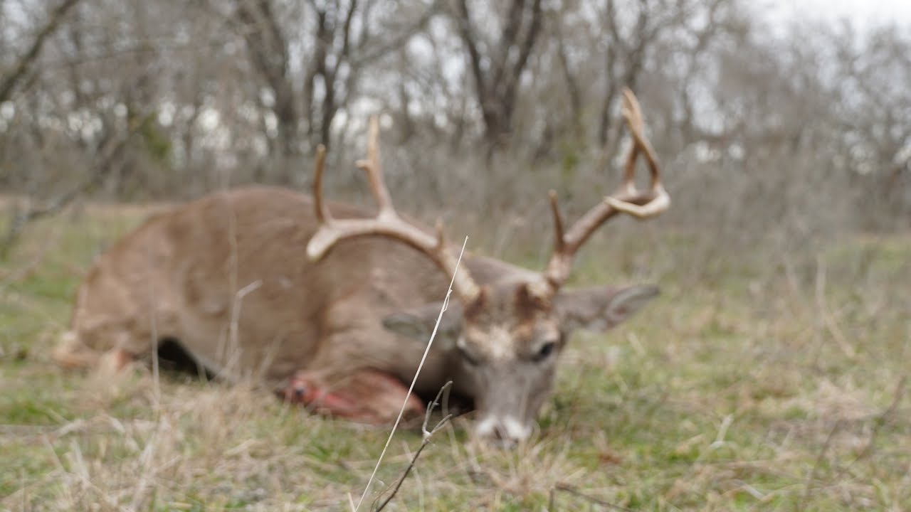 BIG BUCK DOWN! Dad's First Buck With A BOW! - YouTube