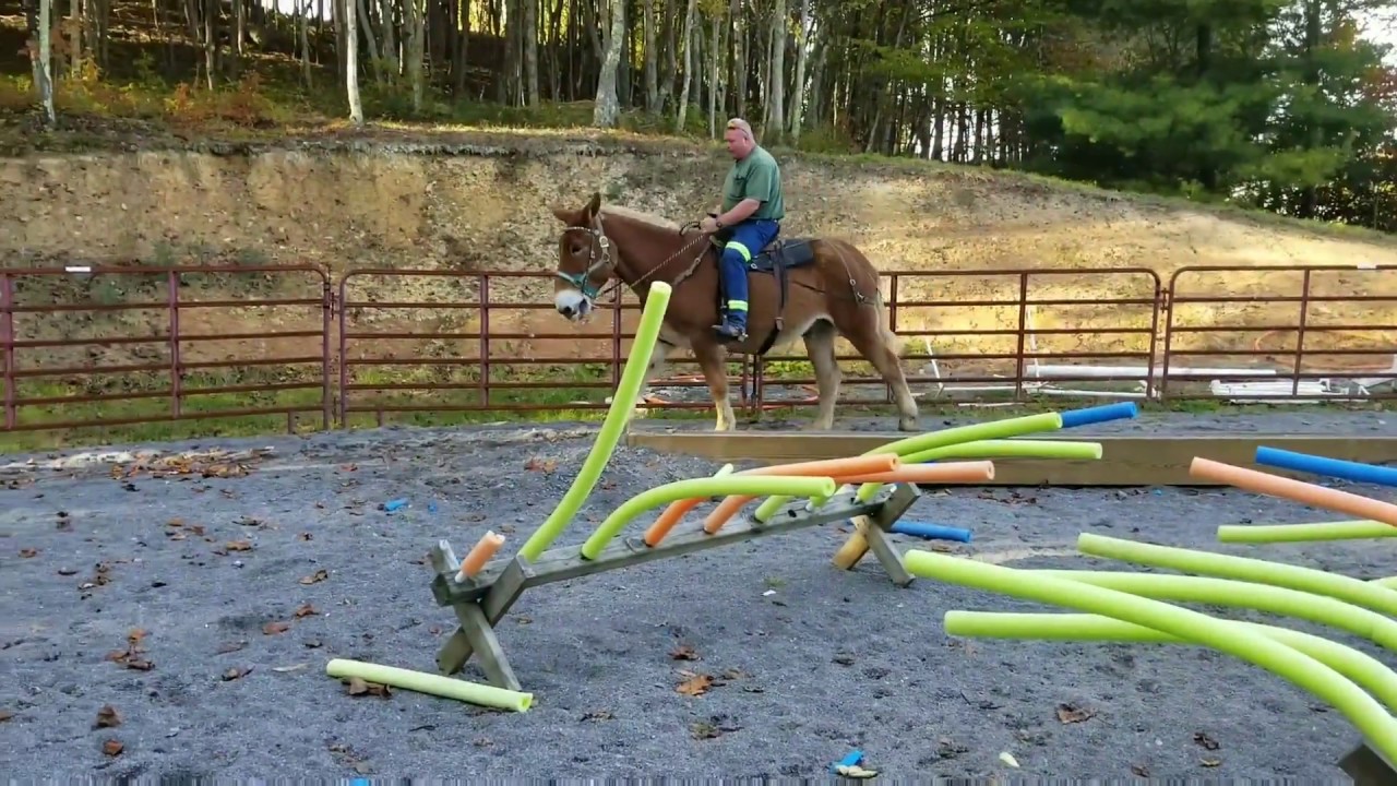 SOLD Belgian Draft Mule riding - YouTube