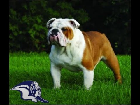 BCP'S COUNTDOWN TO TWO-A-DAYS: The Stamford Bulldogs ... 28 days to two ...