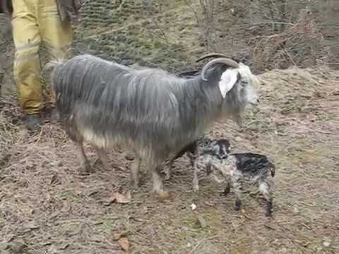 Yeni Doğan Oğlaklar