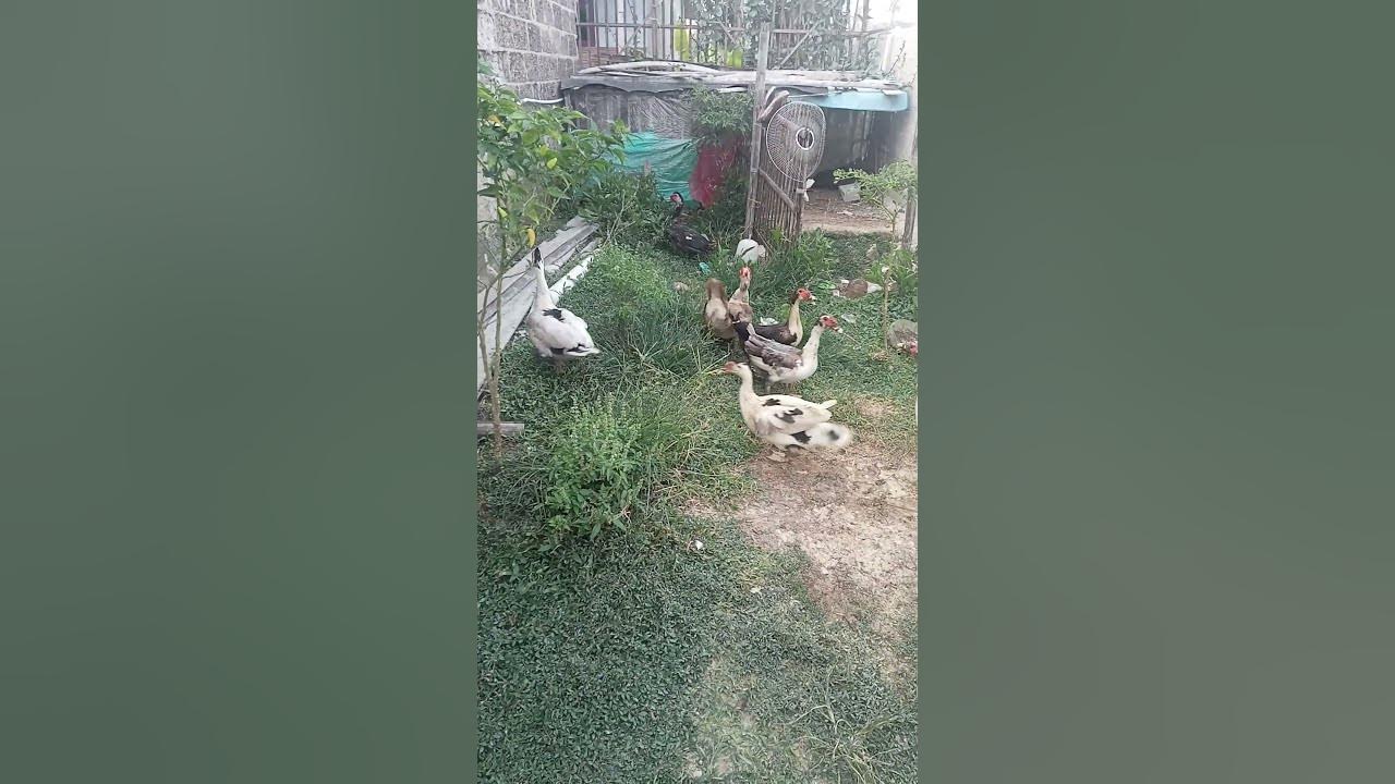 Bebek LG tarung@Yunis-y1e sebret ia kak - YouTube