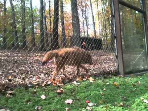 Mad Coyote at West Virginia State Wildlife Center - YouTube