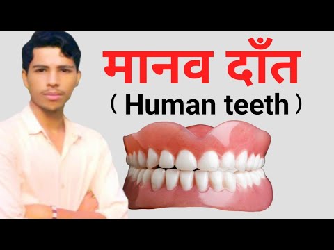 human teeth मानव दाँत ## raj mehra sir## - YouTube