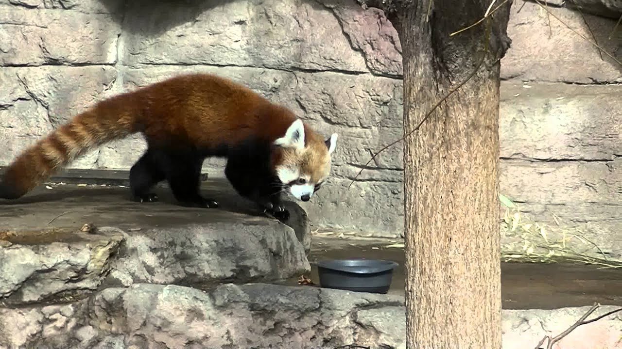 Red Panda Going For A Walk - YouTube