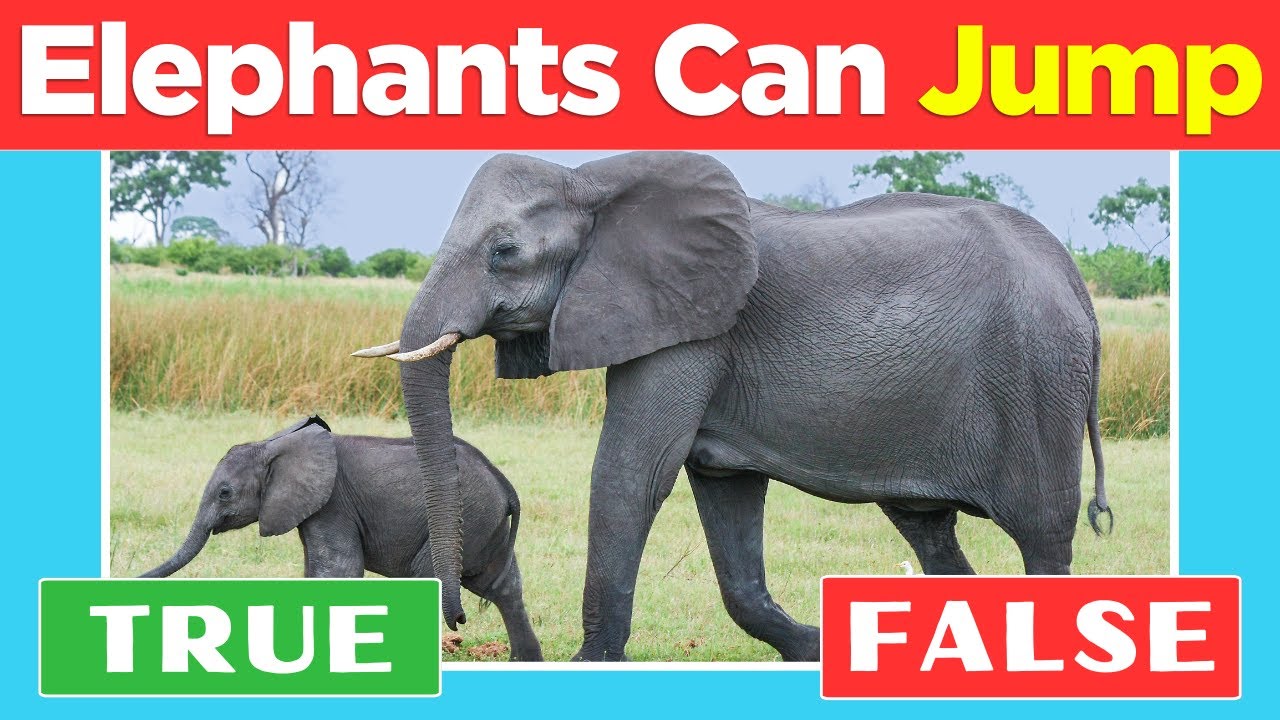 Animal Fun Facts True Or False Bonanza Quiz YouTube animal-fun-facts-true-or-false-bonanza-quiz-youtube