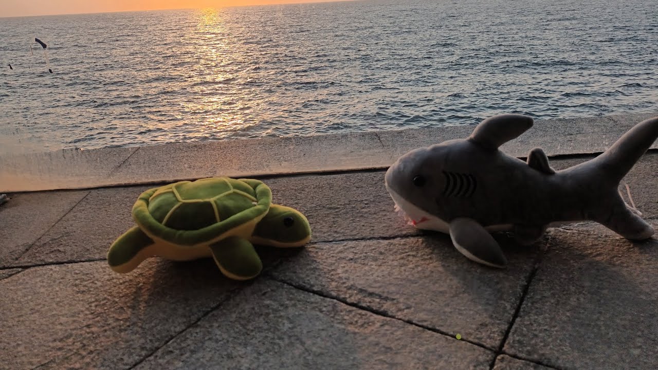 turtle and shark be bestfriends and then fight - YouTube