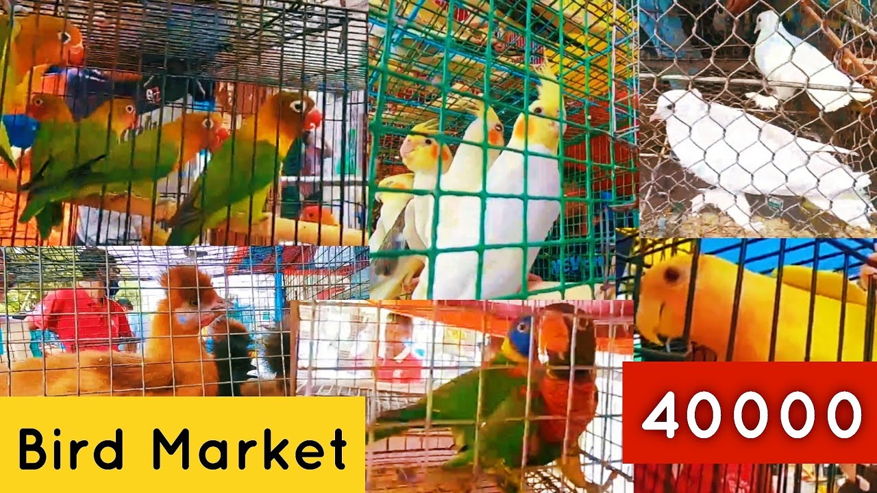 Galiff Street Bird Market Kolkata | Love birds Budgies cockatiel pigeon ...