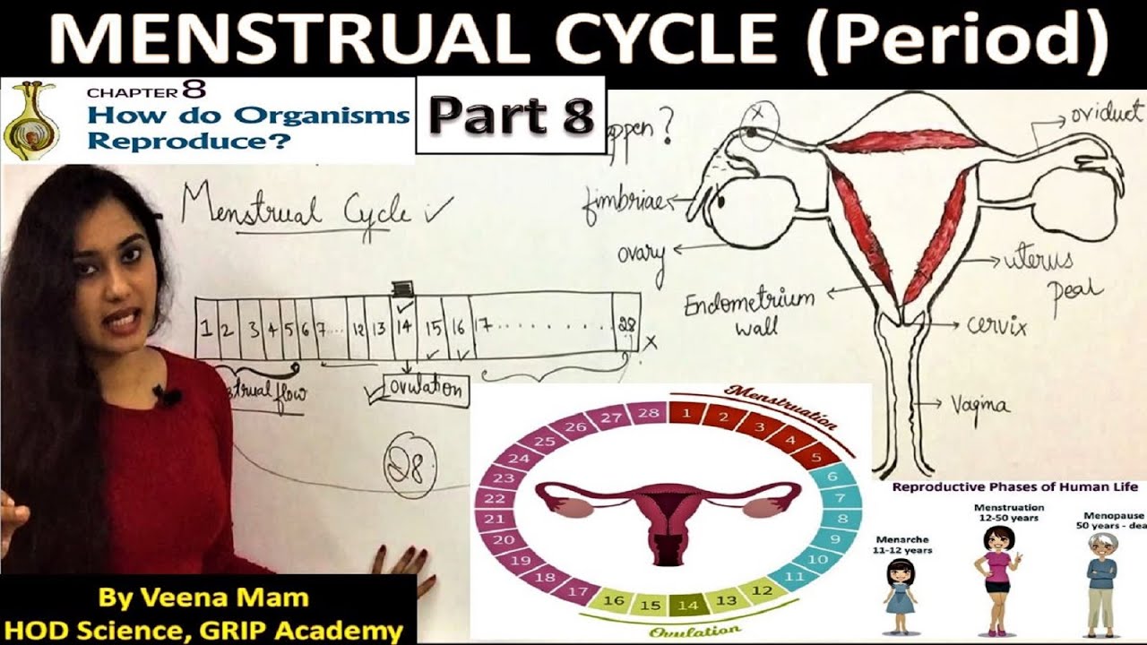 MENSTRUAL CYCLE | How Do Organisms Reproduce? | Part 8 | Class 10 CBSE ...