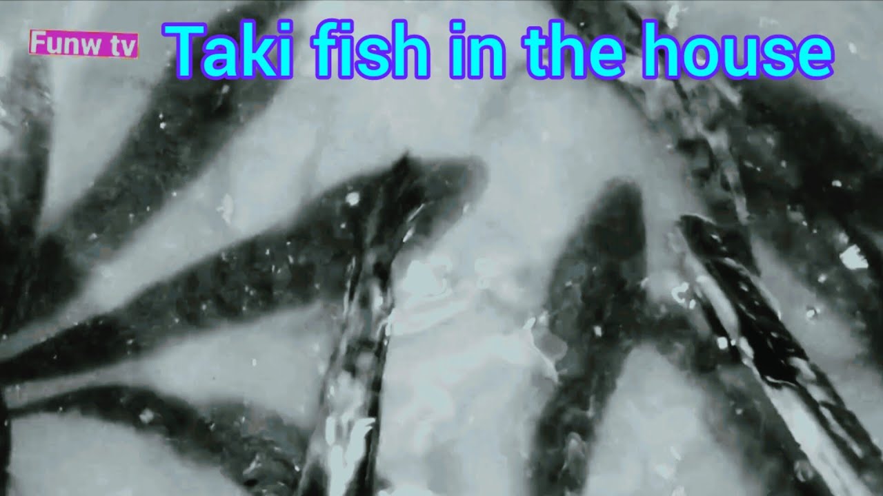 হাউজের টাকি মাছ @ Taki fish in the house. - YouTube