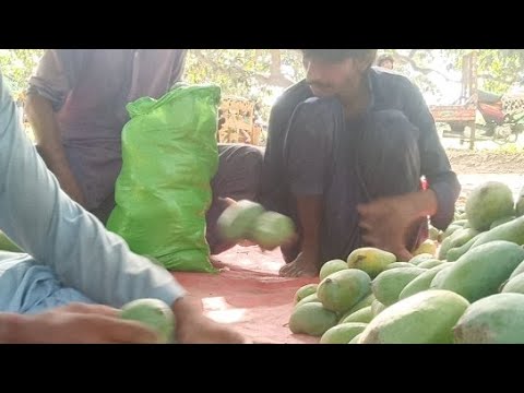 sindhari mengo Peking fruit market hydrabad sindh - YouTube