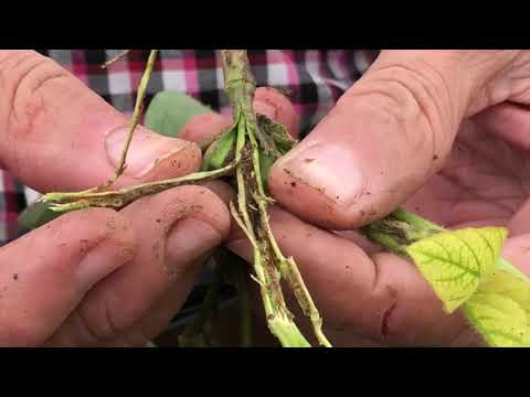 सोयाबीन में तना मक्खी के प्रकोप की पहचान Identification of Stem fly in ...