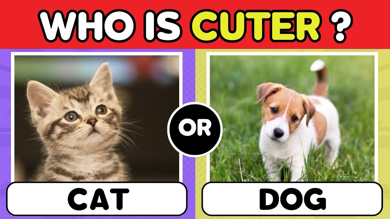 Pick One Kick One - Pet Animals Edition 🐱🐶 - YouTube