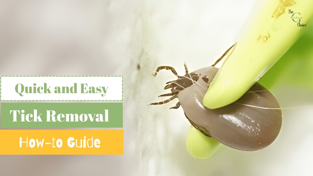 A Step by Step Guide How To Remove A Tick Safely Effectively YouTube