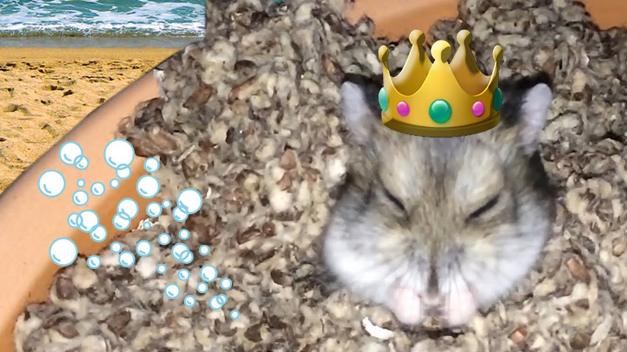 Tiny hamster grooming in SLOW MOTION ♥ Boborella the tiny hamster - YouTube