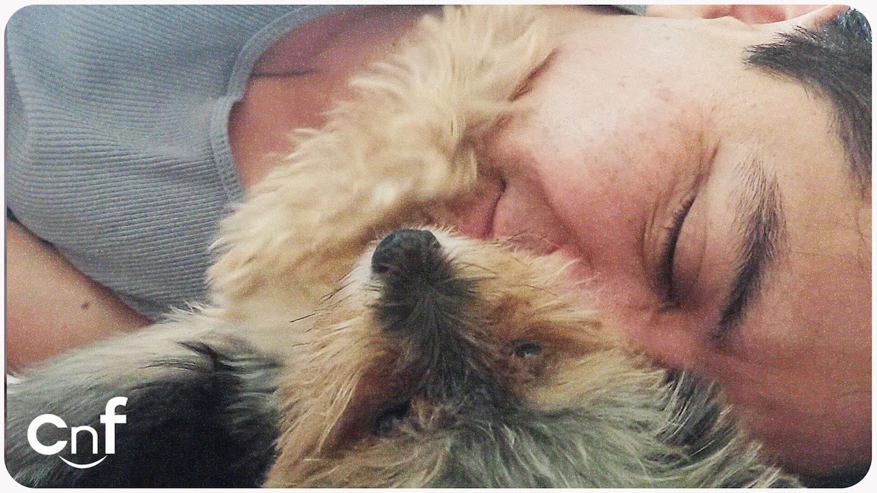 Little Yorkie Petting His Human | Good Man - YouTube