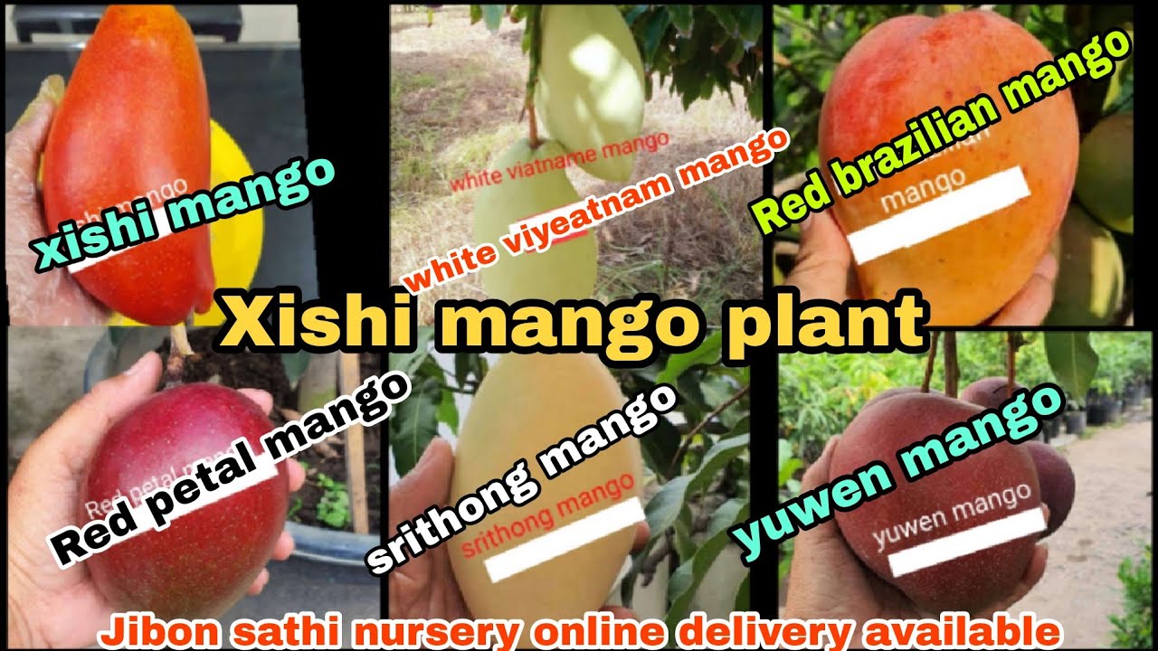 how to xishi mango plant yuwen mango plant srithng mango plant online ...