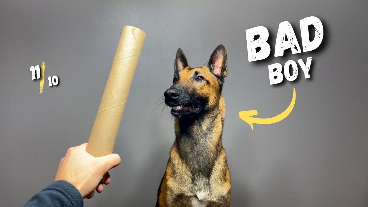 My Dog Decides to BREAK All The RULES - YouTube