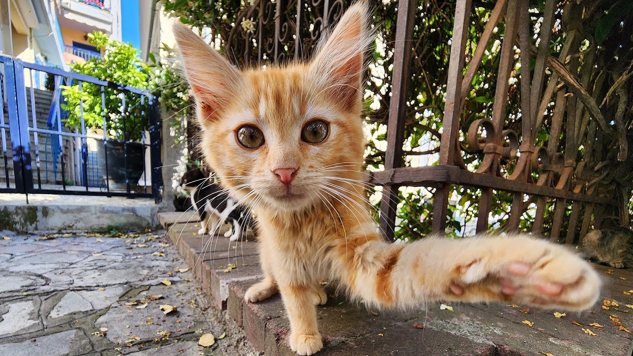8 very cute stray kittens are playing - YouTube