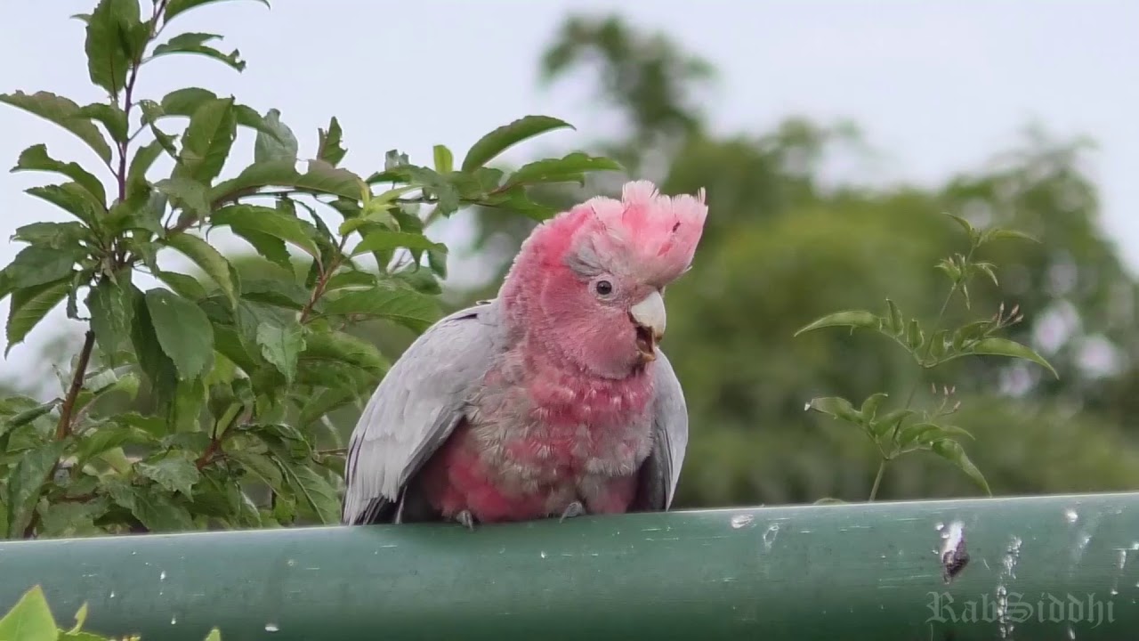 Baby galah - YouTube