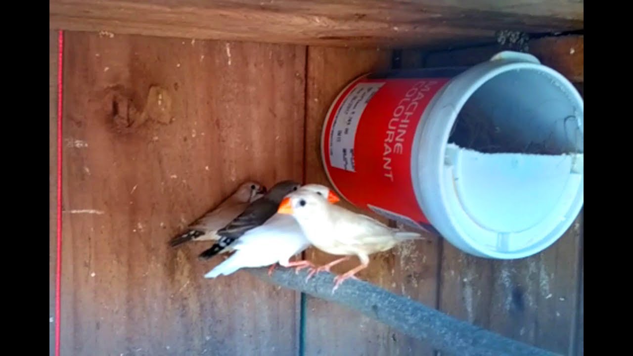 Finches | old cage | Breeding setup - Birds Likers - YouTube