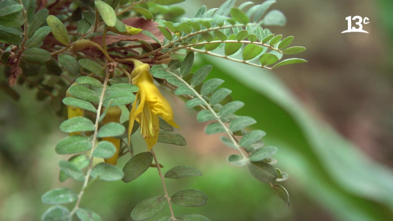Las nuevas generaciones del Toromiro en Rapa Nui | Memorias de Árboles ...