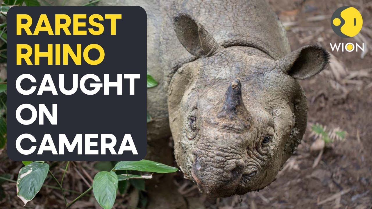 Rare baby Javan rhino caught on camera in Indonesia | WION Originals ...