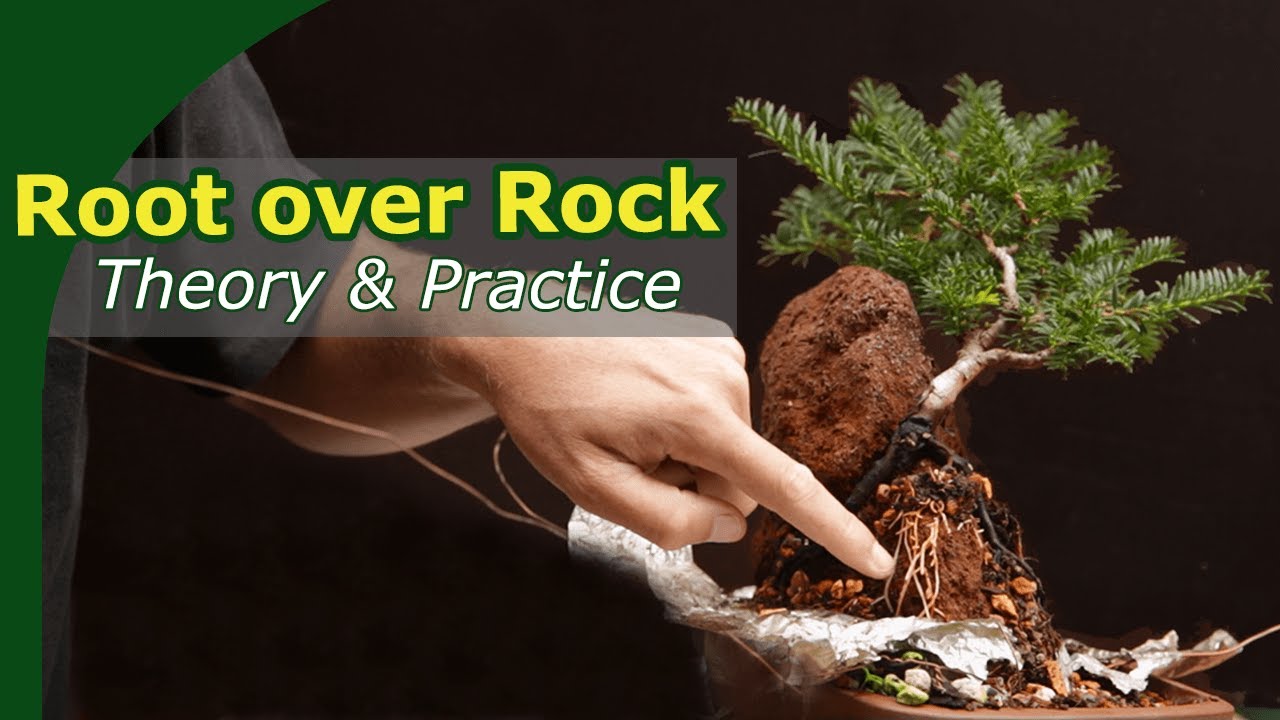 Understand Root over Rock and creating a taxus over rock bonsai - YouTube