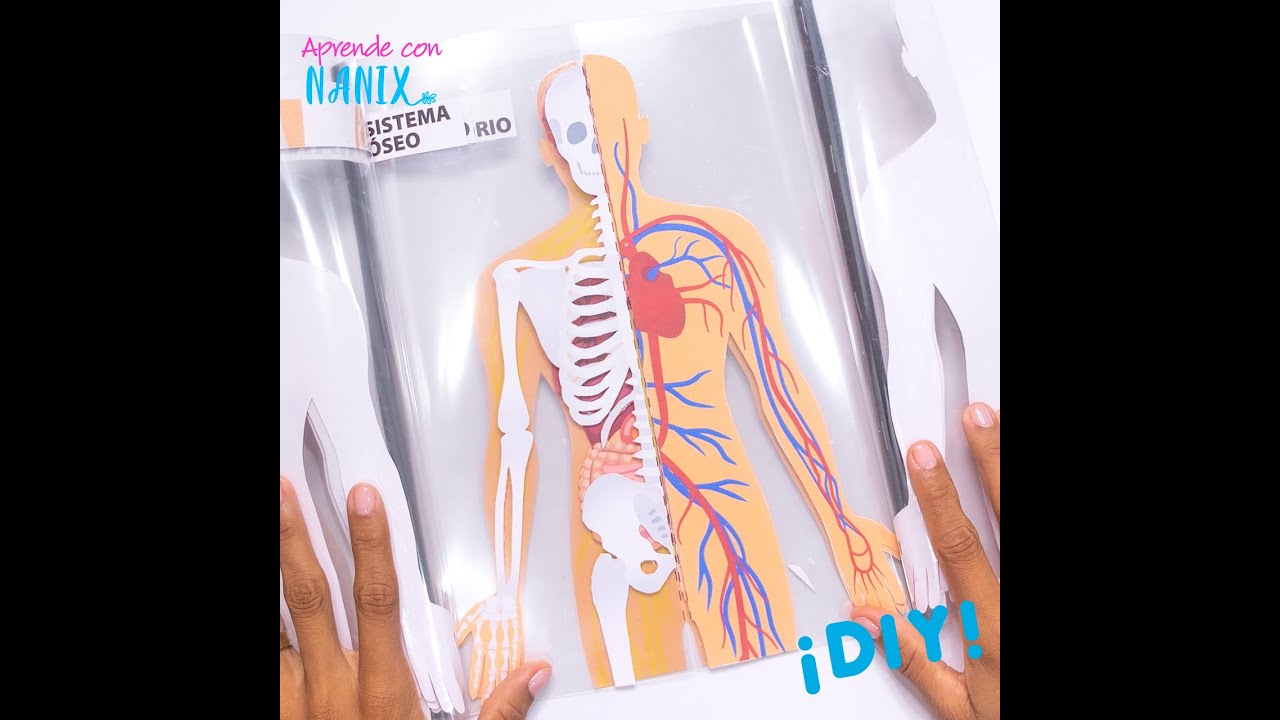 Aprende los diferentes sistemas del cuerpo humano con este recurso ...