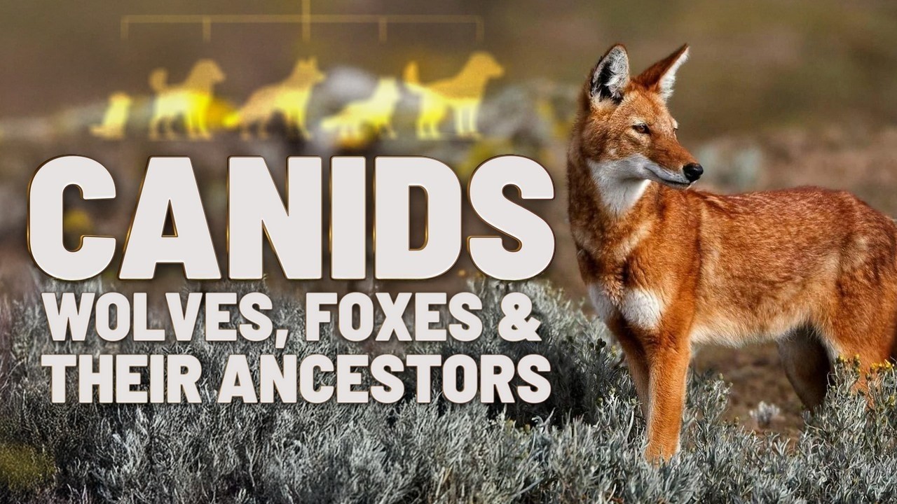 Every Canids: Living & Extinct | The Complete Guide - YouTube