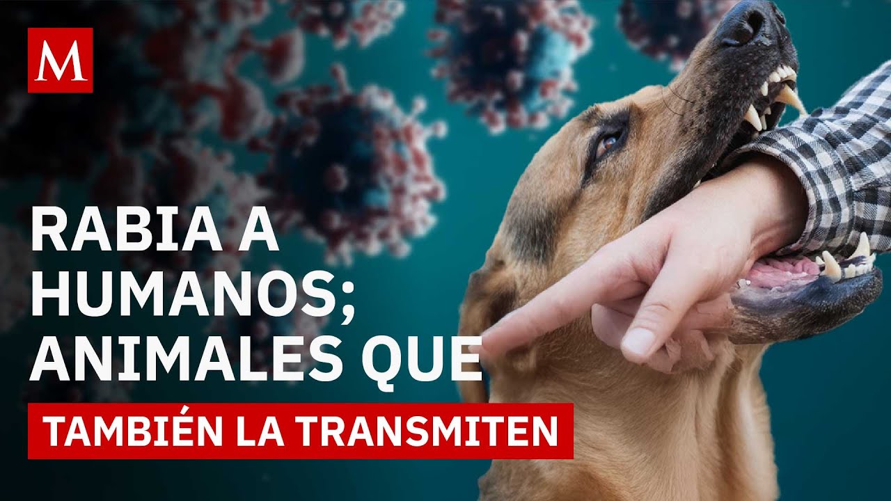 Animal Con Rabia