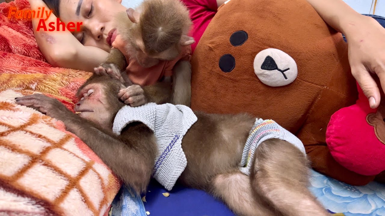Monkey Sam takes care of Asher comfortably until he falls asleep - YouTube