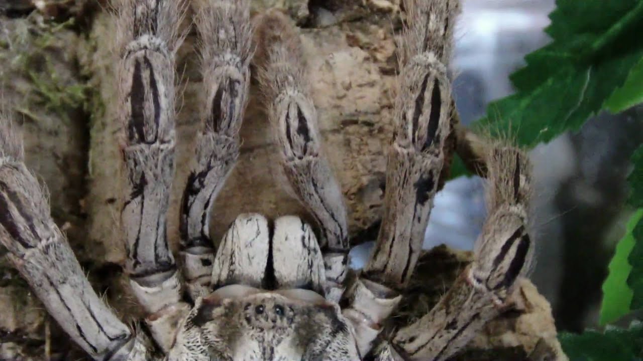 HD 1080p Togo Starburst Baboon [Heteroscodra maculata] - YouTube
