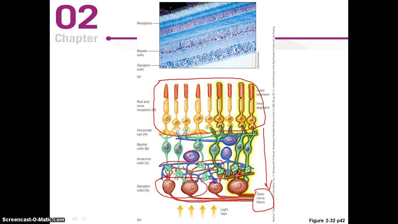 convergence in the retina 1 - YouTube