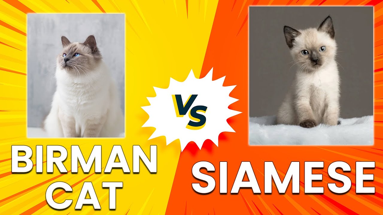 Birman Cat vs Siamese: Which Cat Should You Get? - YouTube