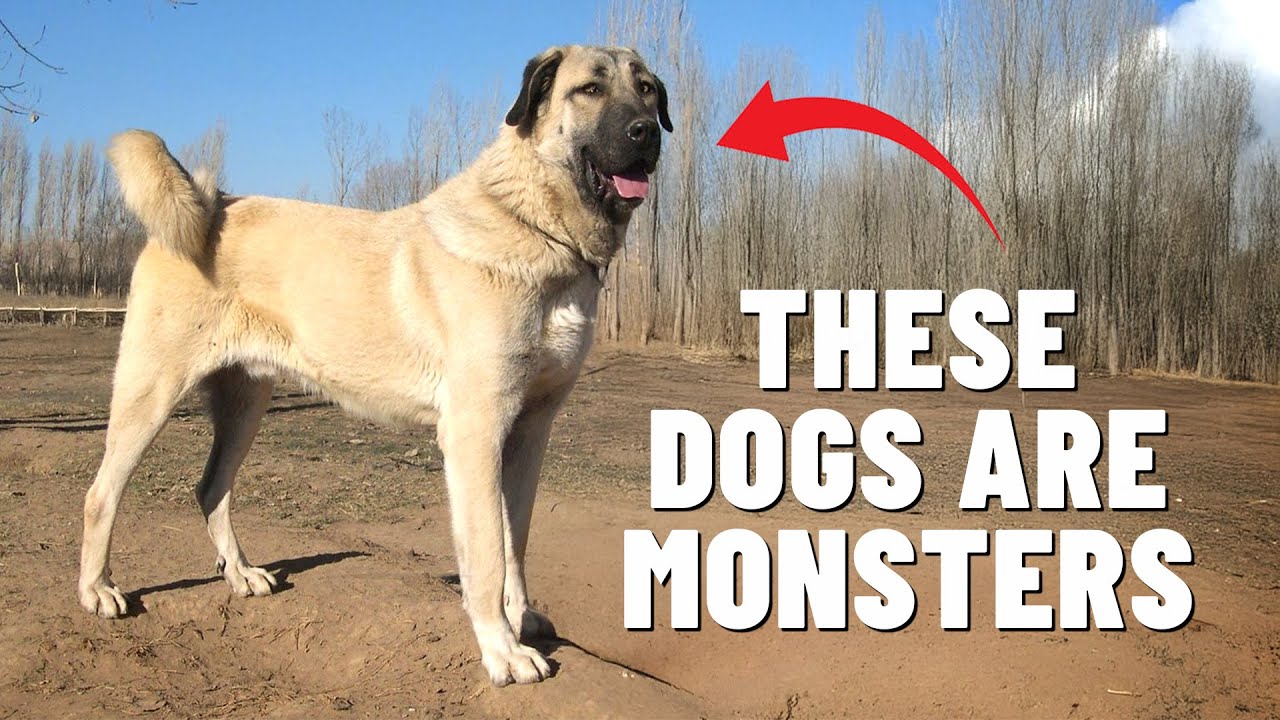 10 STRONGEST DOG BREEDS ️🐶 These Dogs Are Monsters! - YouTube