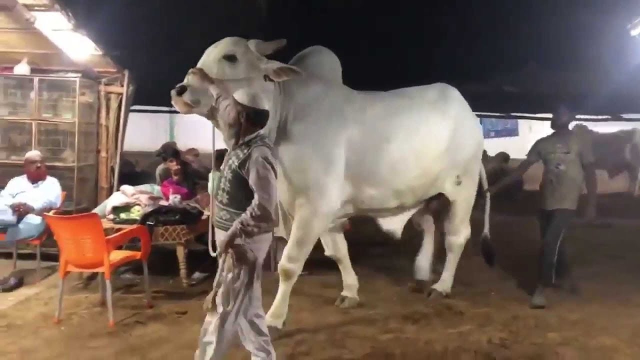 Big sibbi of pakistan. - YouTube