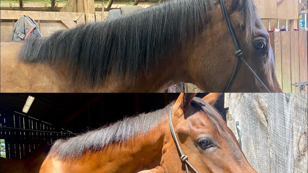 Mane Makeover - NO Pulling! 🙈 ️ - YouTube
