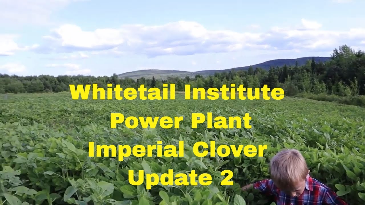 Foodplot 2021 Update 2 Whitetail Institute Clover, Beets and Greens ...