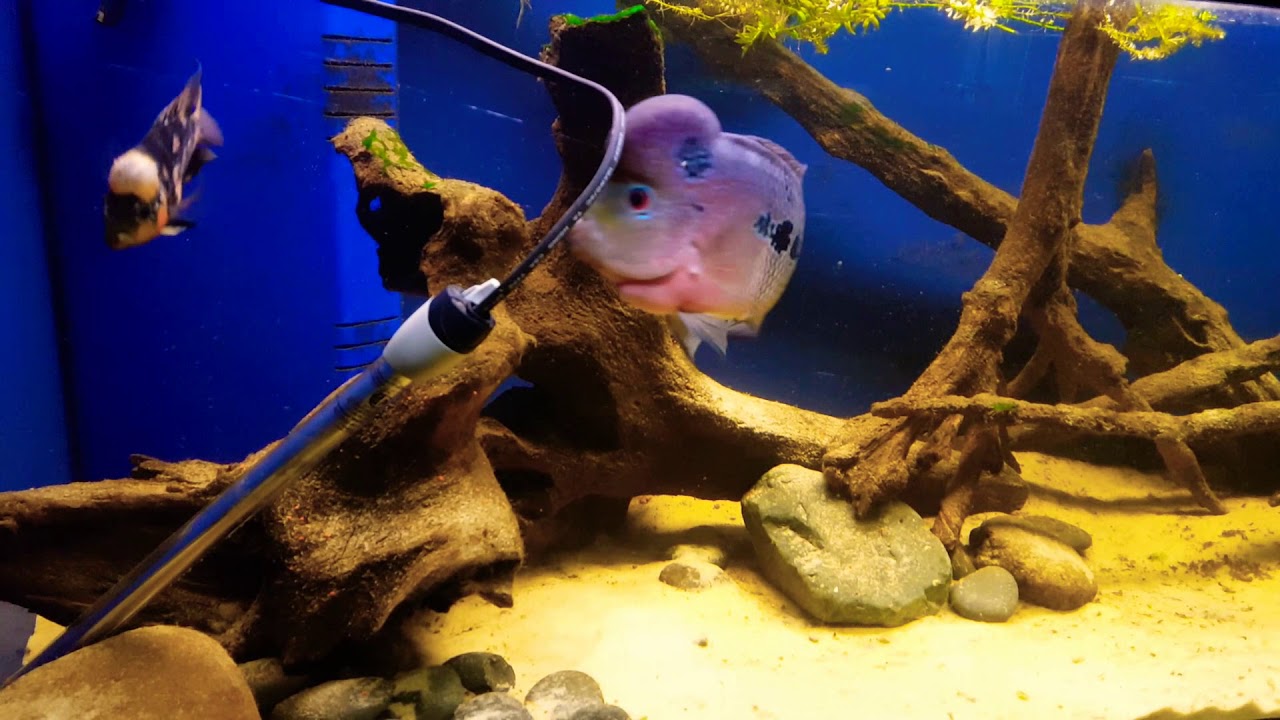 Fishroom/400 gallon uaru tank update. - YouTube
