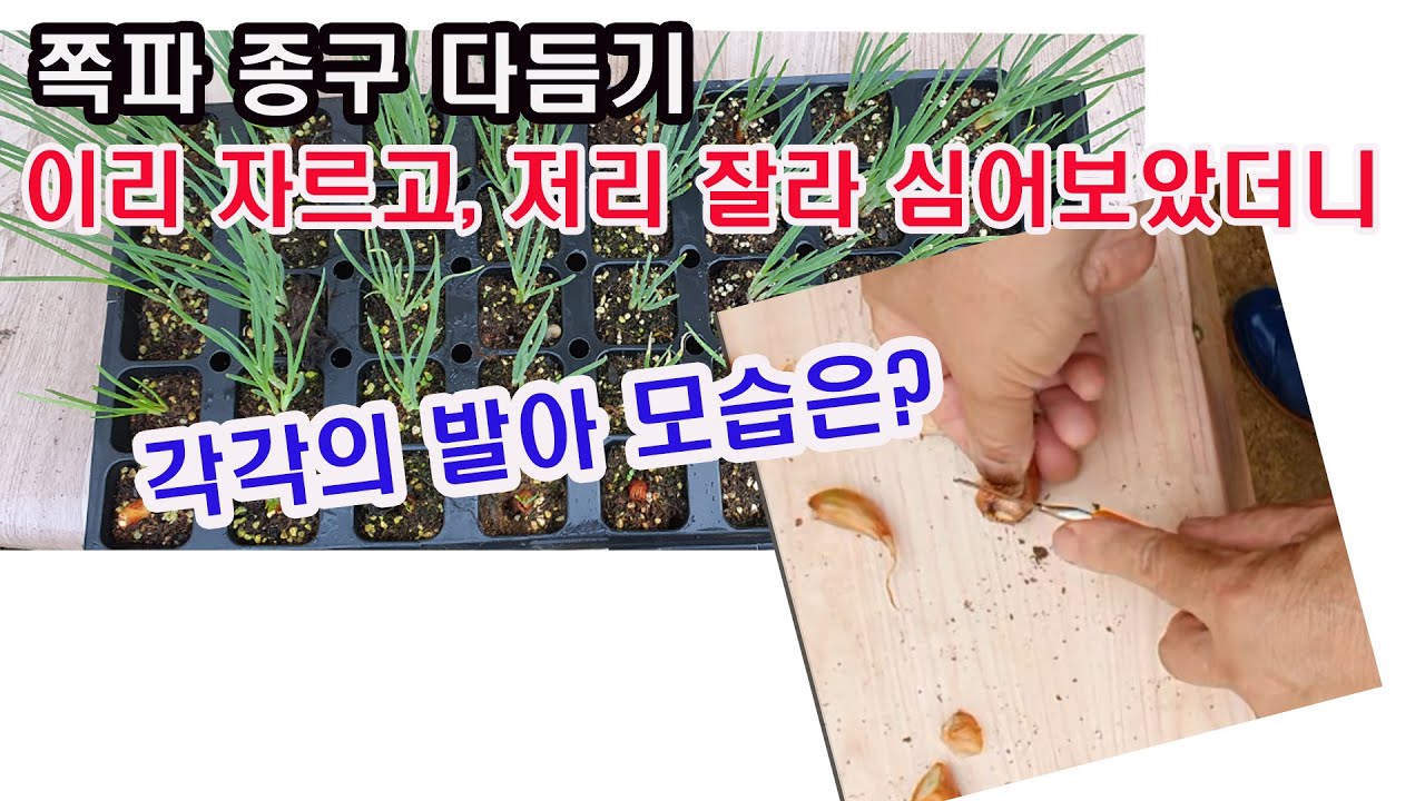 쪽파 종구 다듬기 이리 자르고 저리 잘라 심어 보았더니 각각의 발아 모습은쪽파 재배 쪽파 심기 쪽파 심는 방법 쪽파