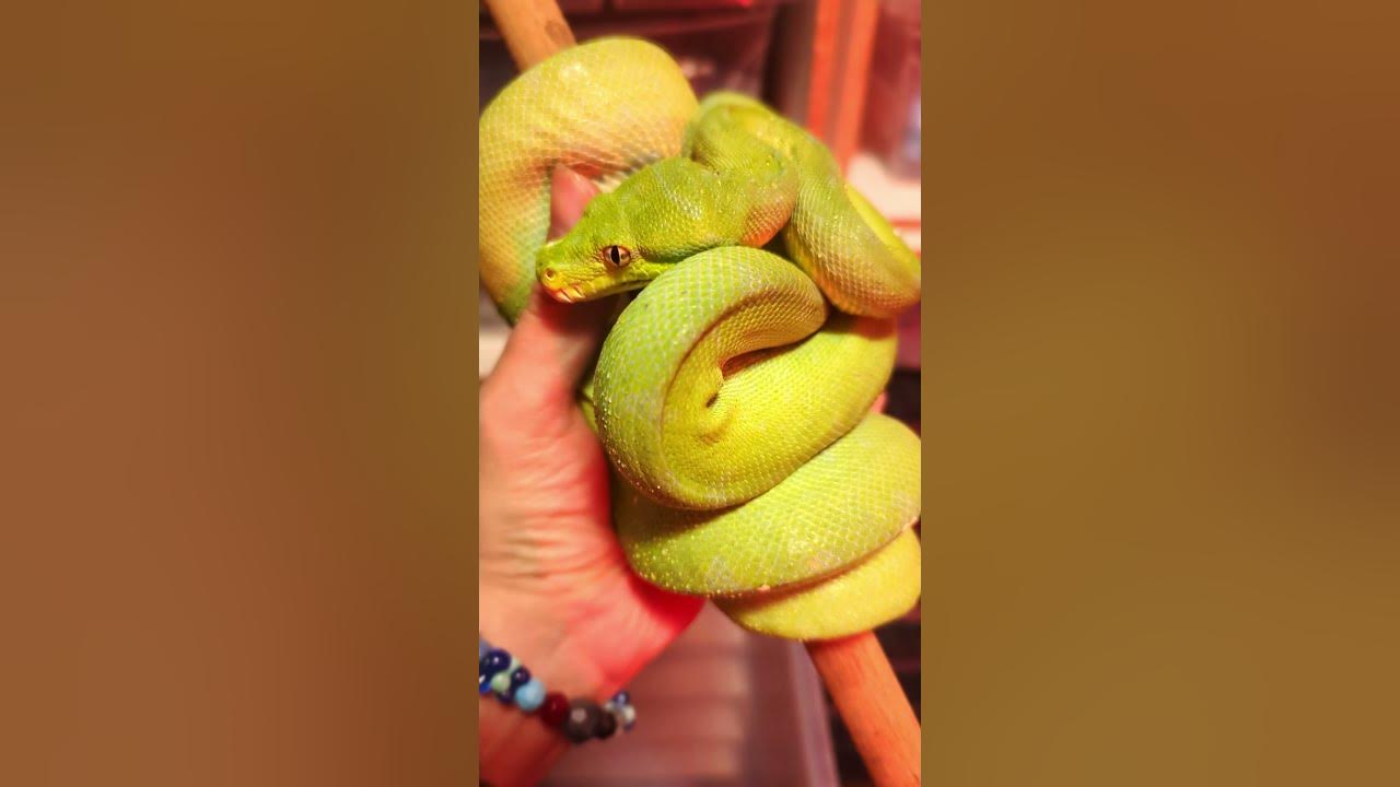BLUE GREEN TREE PYTHON😳 #snake #reptiles #animals - YouTube