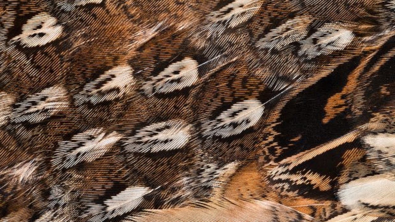 Soft Hackle Feather Selection - YouTube