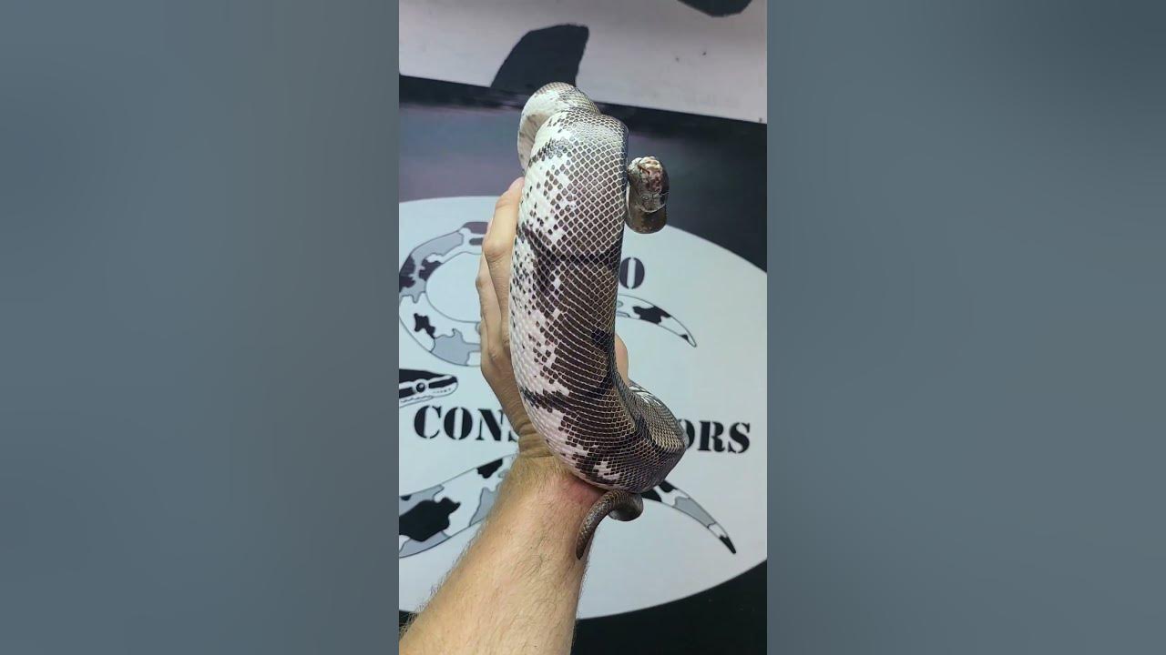 Black Axanthic Spider - Ball Python Boy - YouTube