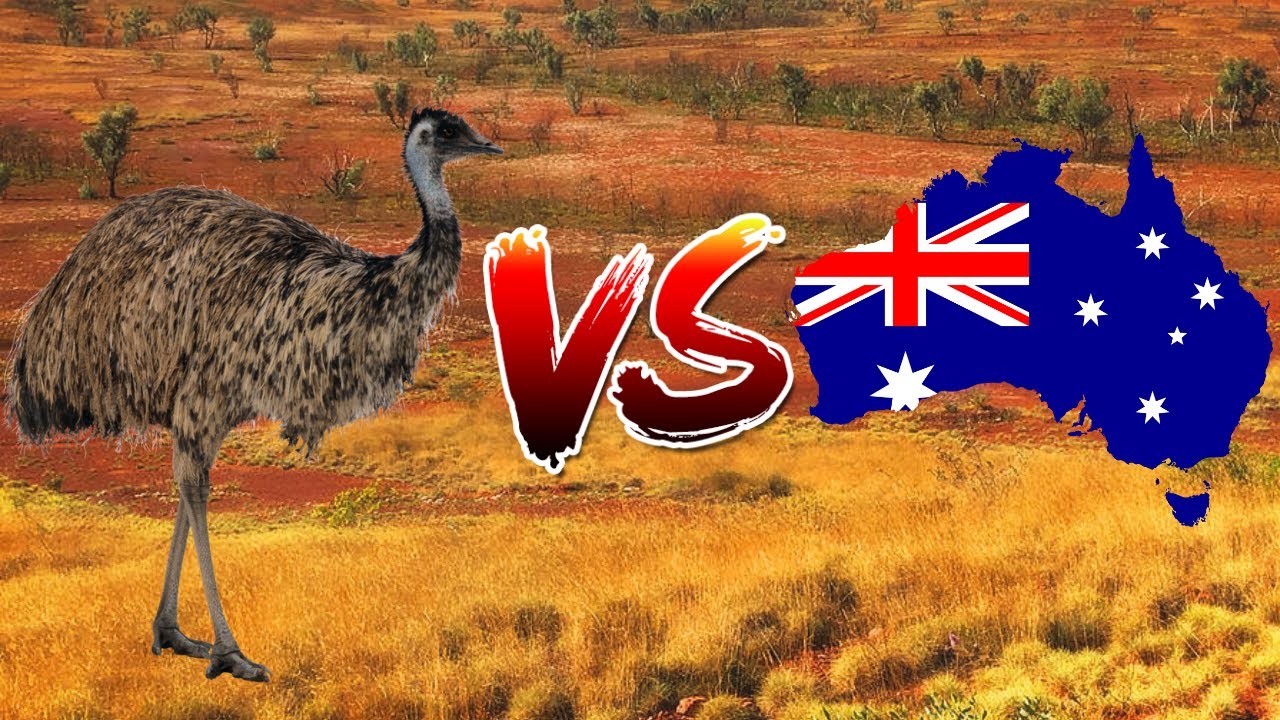 Hilos de Twitter #7 | Guerra Australia vs Emús - YouTube