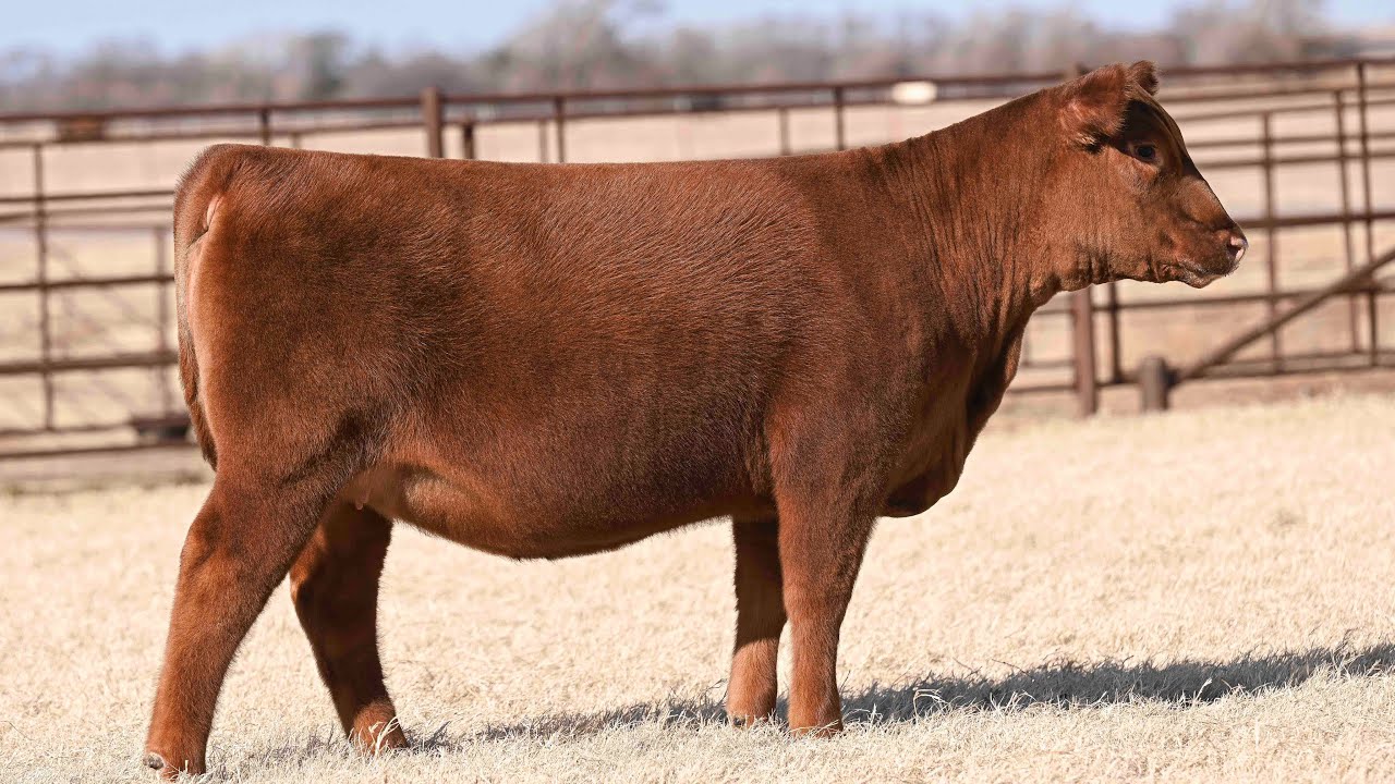 Pembrook Cattle: NT Red Angus - YouTube