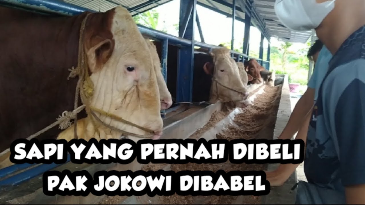 PETERNAKAN SAPI METAL JUMBO | 26 - YouTube
