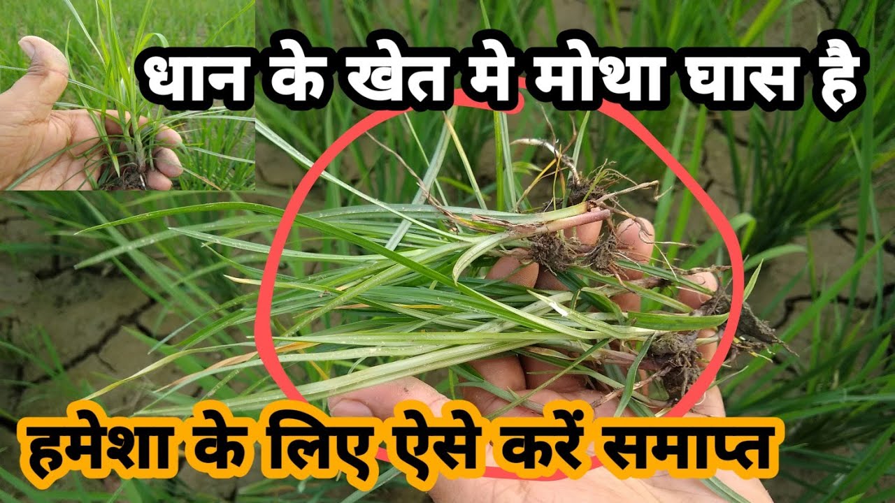 motha grass in paddy crop | dhan me motha ghas | धान मोथा घास का सफाया ...