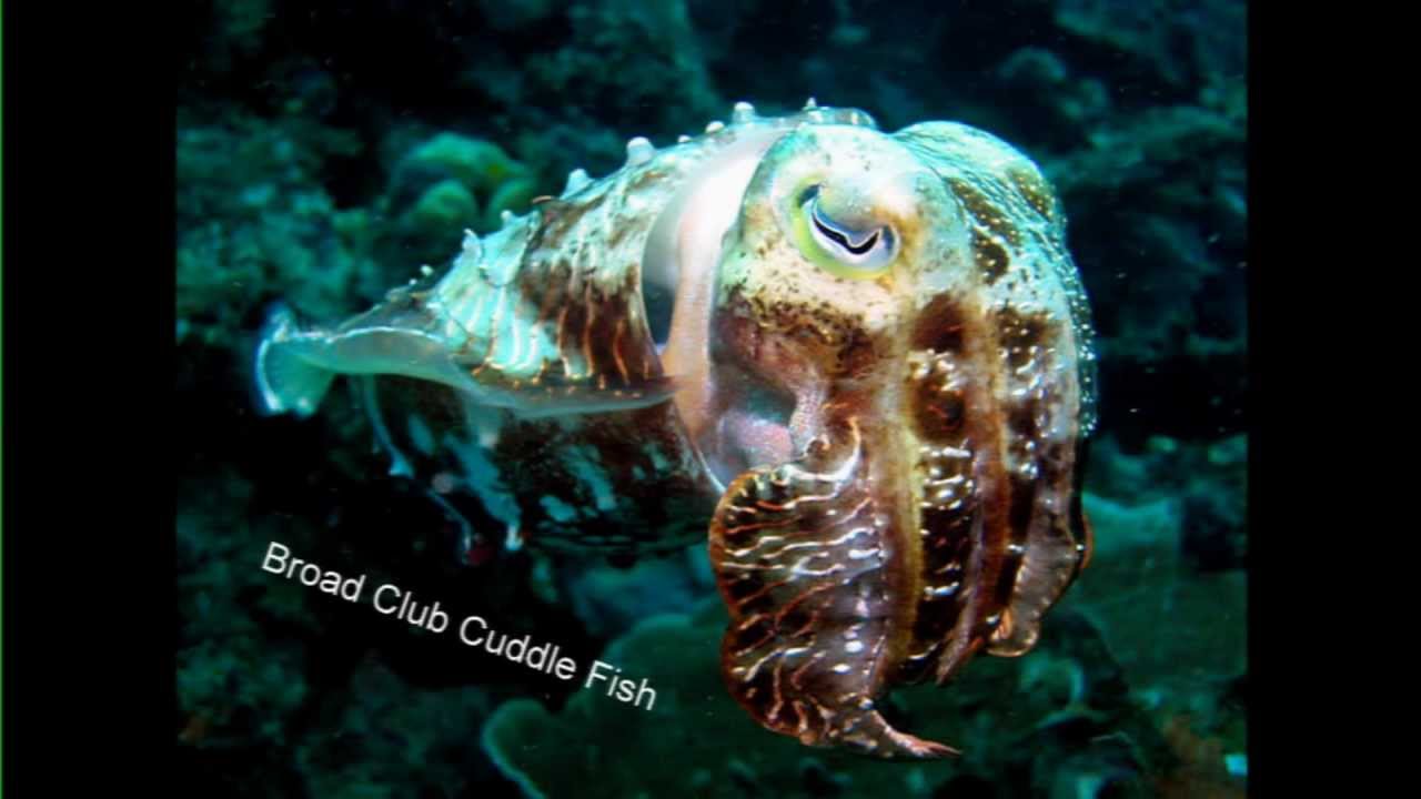 Unusual Animal Slide Show 3 (HD) - YouTube