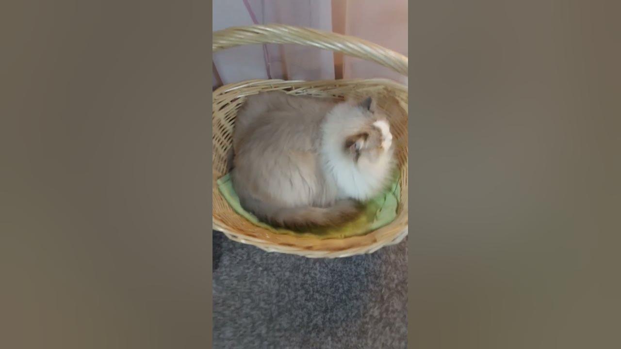 рэгдолл регдолл Plushdollru Ragdoll котики коты котята кот