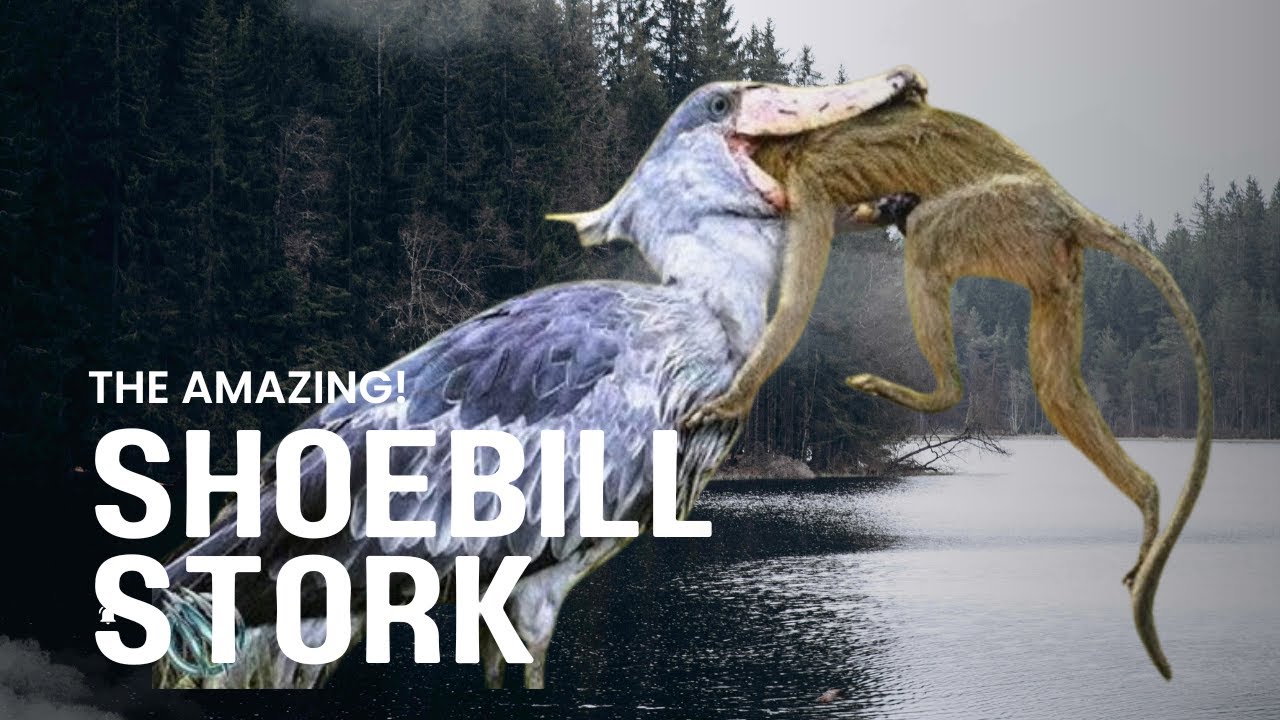 Prehistoric & Critically Endangered | Shoebill Stork - YouTube